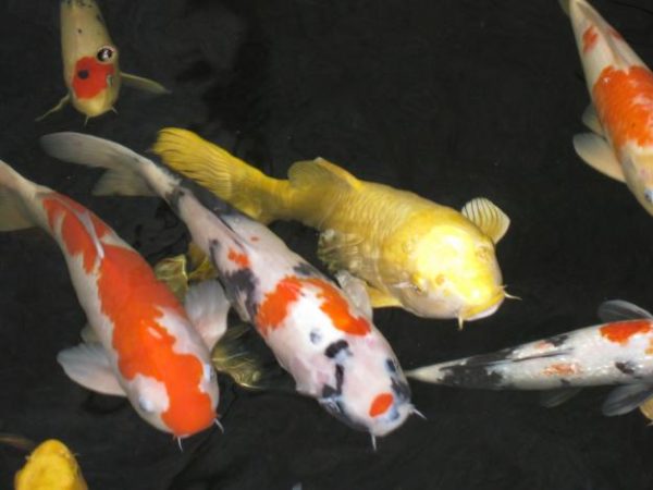What kind of food to feed Kori fish? Learn more about an ideal Koi fish ...
